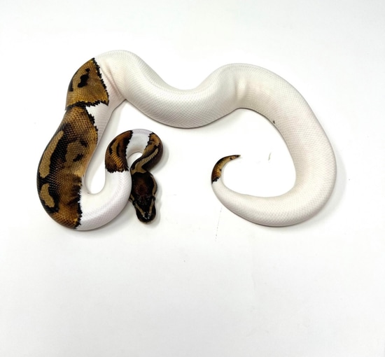Piebald 66% Het Clown $250 Shipped Ball Python by Cajun Morphs