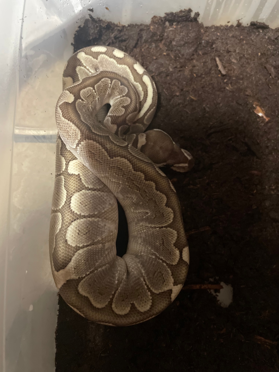 2022 Bamboo Female $175 Shipped Ball Python by Cajun Morphs - MorphMarket
