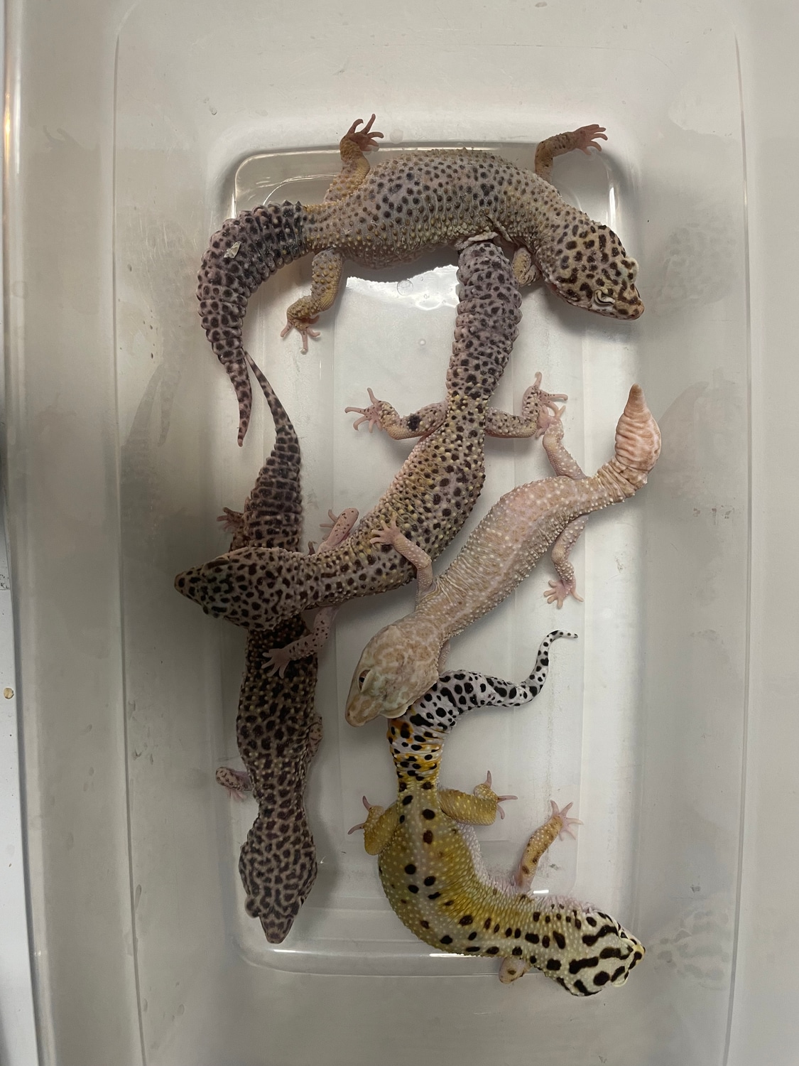 Pet Only Adult Female Leopard Gecko by Cajun Morphs - MorphMarket