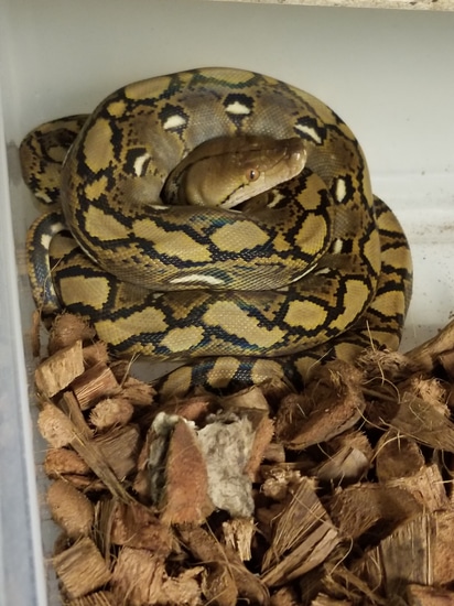 Het OGS Female Reticulated Python by Cajun Morphs