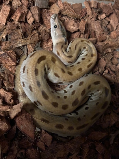 Green Het Gulf Coast Caramel/albino Ph Granite Burmese Python by Cajun ...