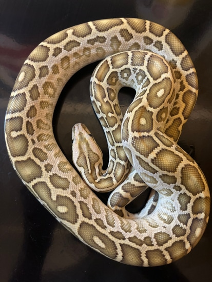 Hypo Burmese Python by Cajun Morphs