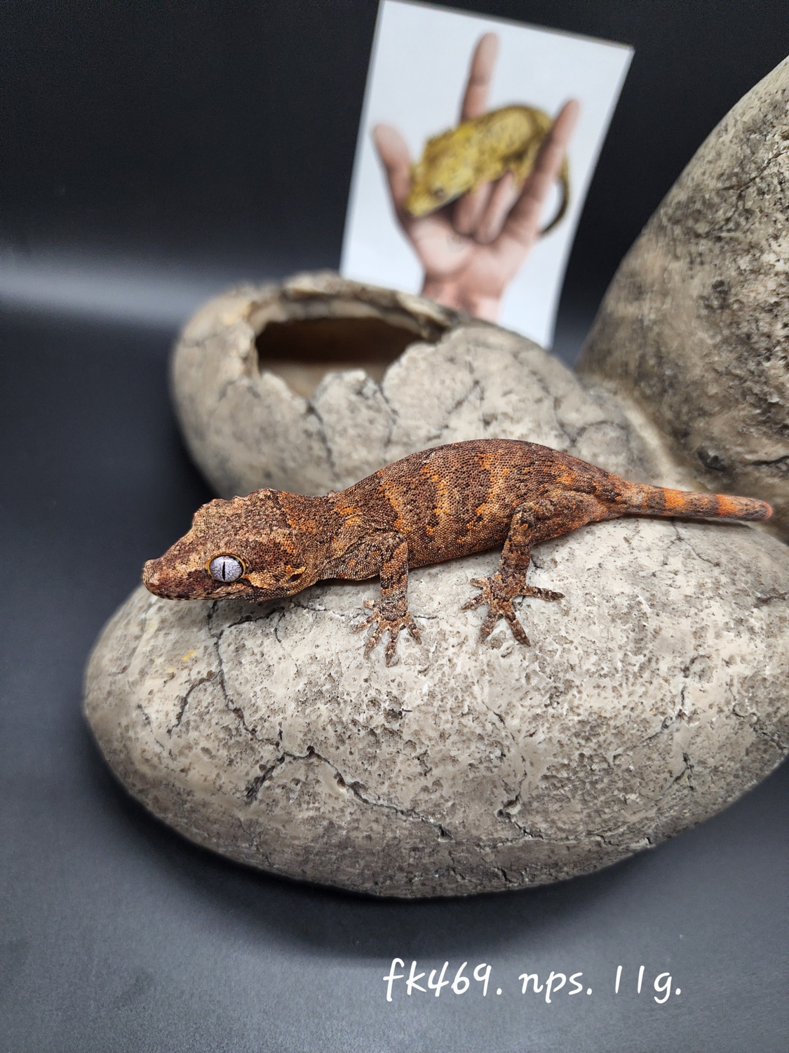 Orange Blotch Reticulated Gargoyle Gecko by Tesla's Geckos - MorphMarket