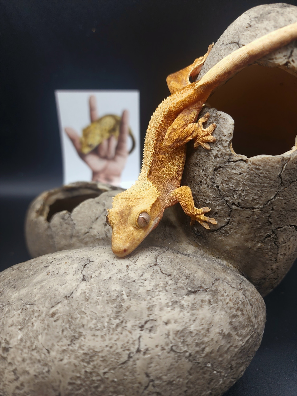Red Harlequin Crested Gecko by Tesla's Geckos - MorphMarket