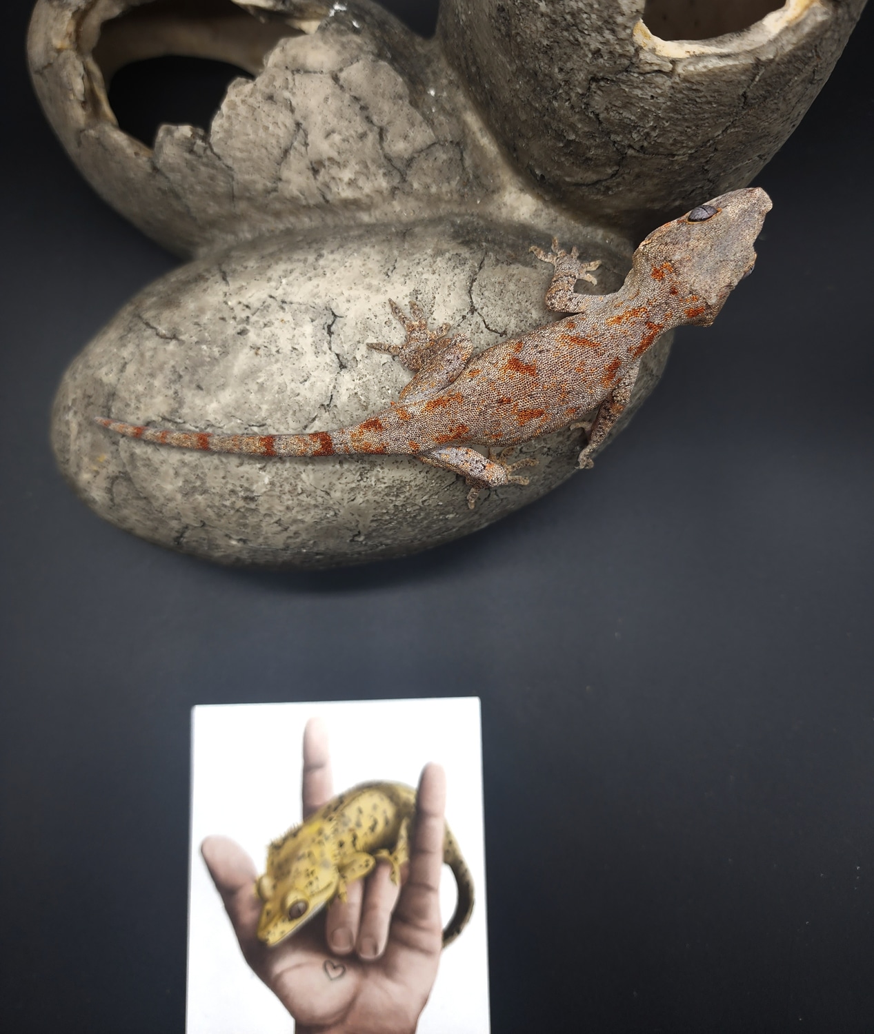 Red Blotch Gargoyle Gecko by Tesla's Geckos - MorphMarket