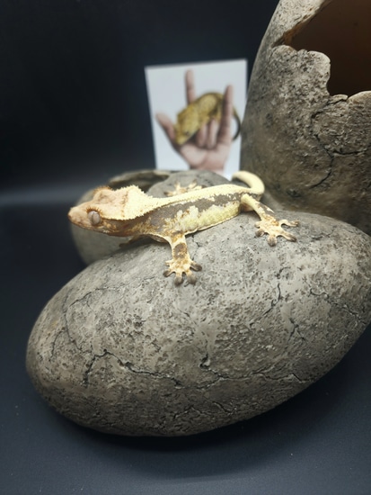 Lilly White Crested Gecko by Tesla's Geckos