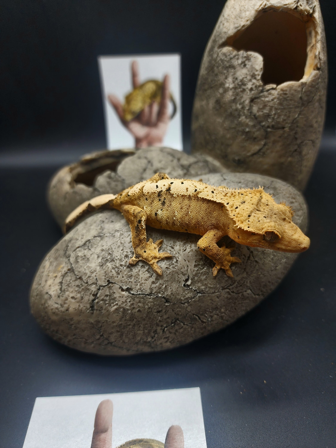 Patterned Dalmatian Crested Gecko by Tesla's Geckos - MorphMarket