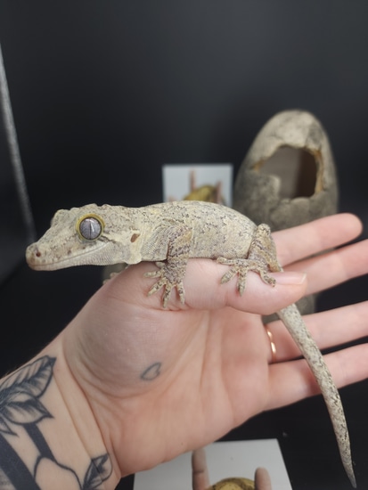 Reticulated Gargoyle Gecko by Tesla's Geckos