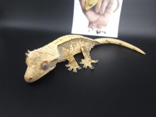Harlequin Crested Gecko by Tesla's Geckos
