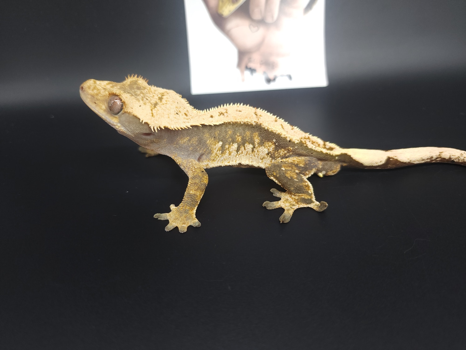 Harlequin Crested Gecko by Tesla's Geckos - MorphMarket