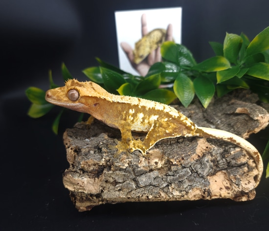 Red Harlequin Crested Gecko by Tesla's Geckos
