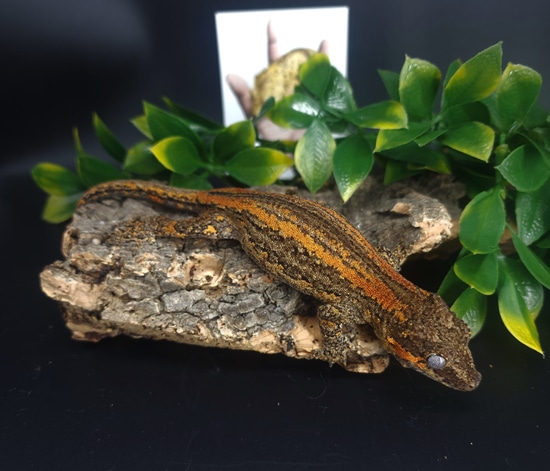 Orange Stripe Gargoyle Gecko by Tesla's Geckos