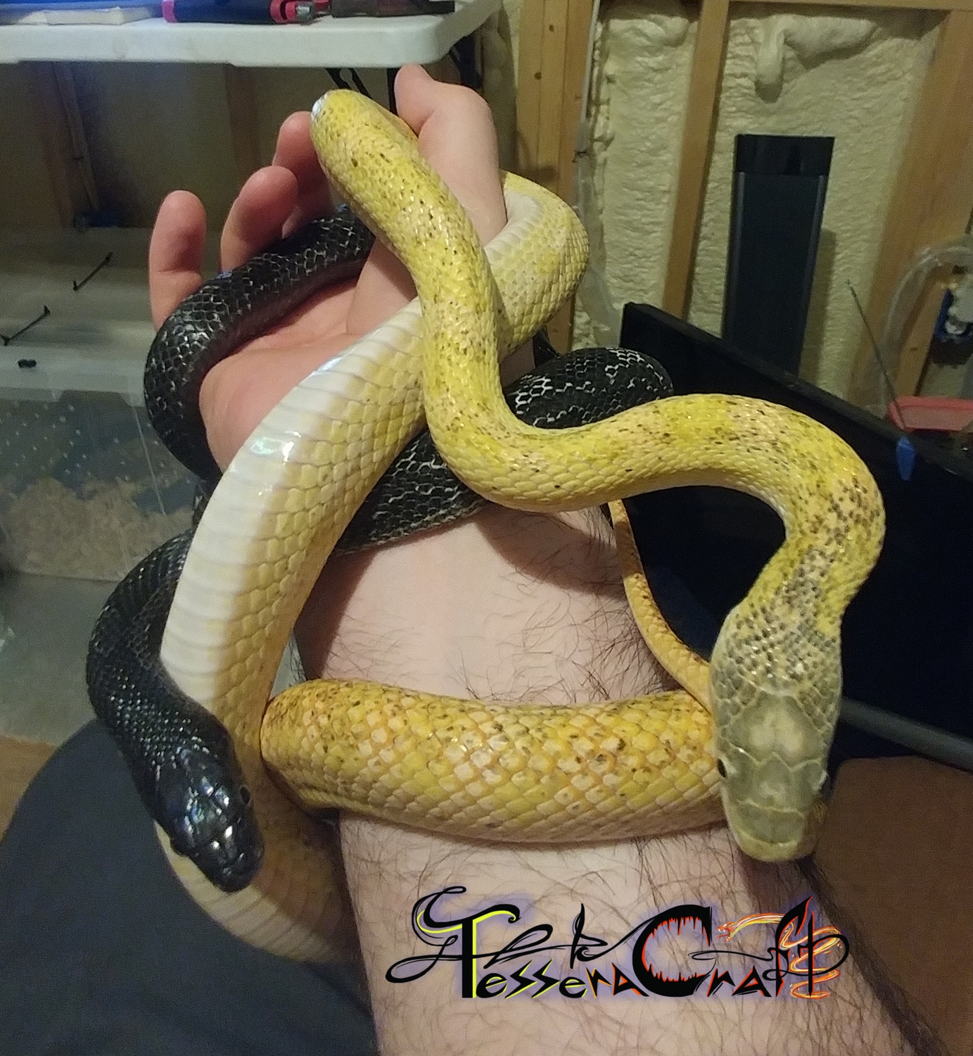 Het Calico Black Rat Snake Eastern Rat Snake by TesseraCraft - MorphMarket