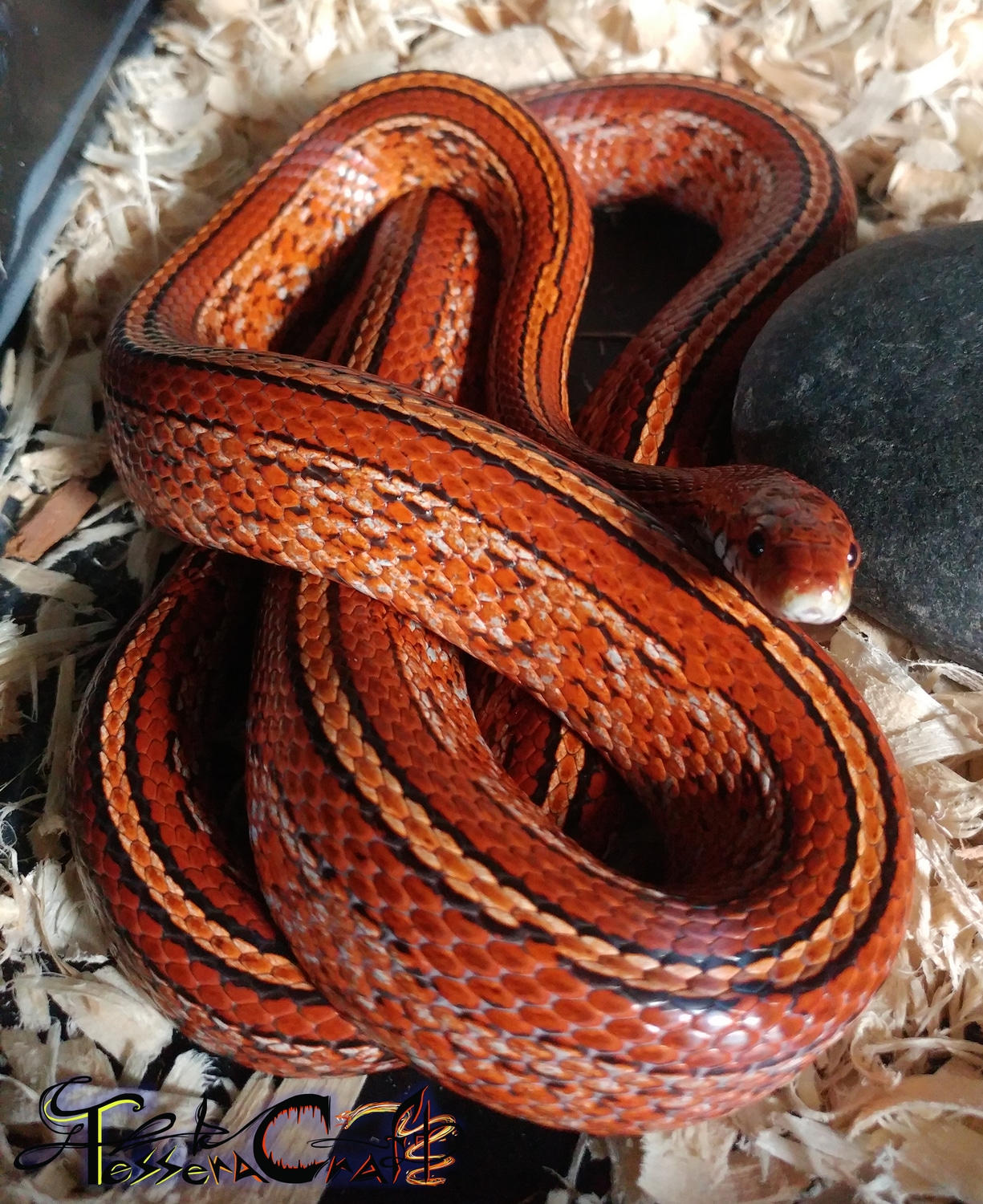 Peach Tessera Corn Snake by TesseraCraft - MorphMarket