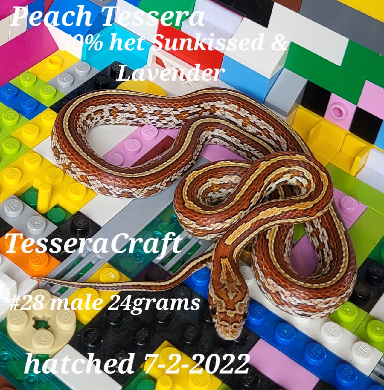 Peach Tessera Corn Snake by TesseraCraft - MorphMarket
