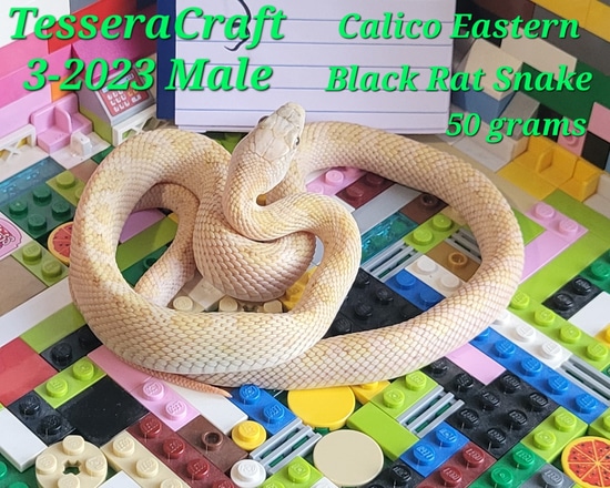 Houston Calico Eastern Black Rat Snake Eastern Rat Snake by TesseraCraft