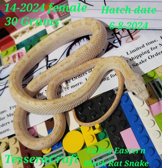 Houston, Calico, Eastern Black Rat Snake Eastern Rat Snake by TesseraCraft