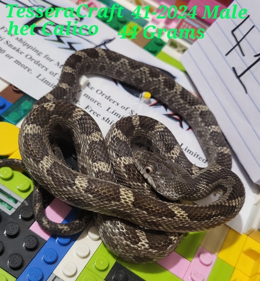 Houston, Eastern Black Rat Snake, Het Calico Eastern Rat Snake by ...