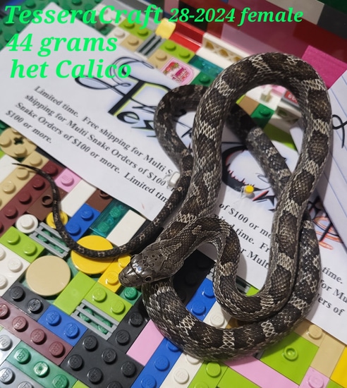 Houston, Eastern Black Rat Snake, Het Calico Eastern Rat Snake by ...