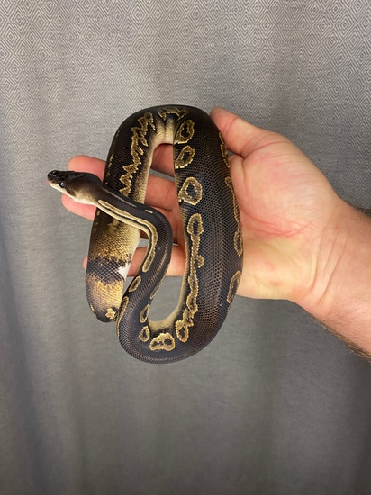 BH Cinnamon 100% Het. Hypo PHet. Piebald Ball Python by Skyline.Reptiles