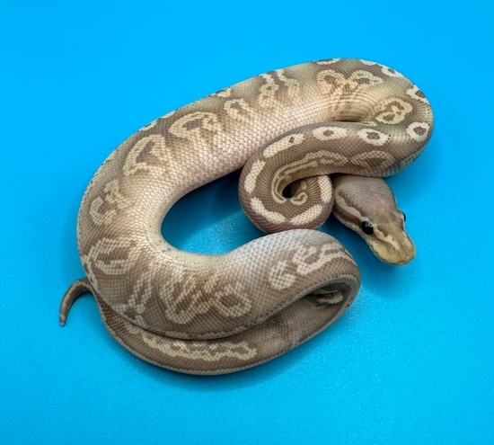 Banana Pewter 66% Het. Pied Ball Python by Skyline.Reptiles