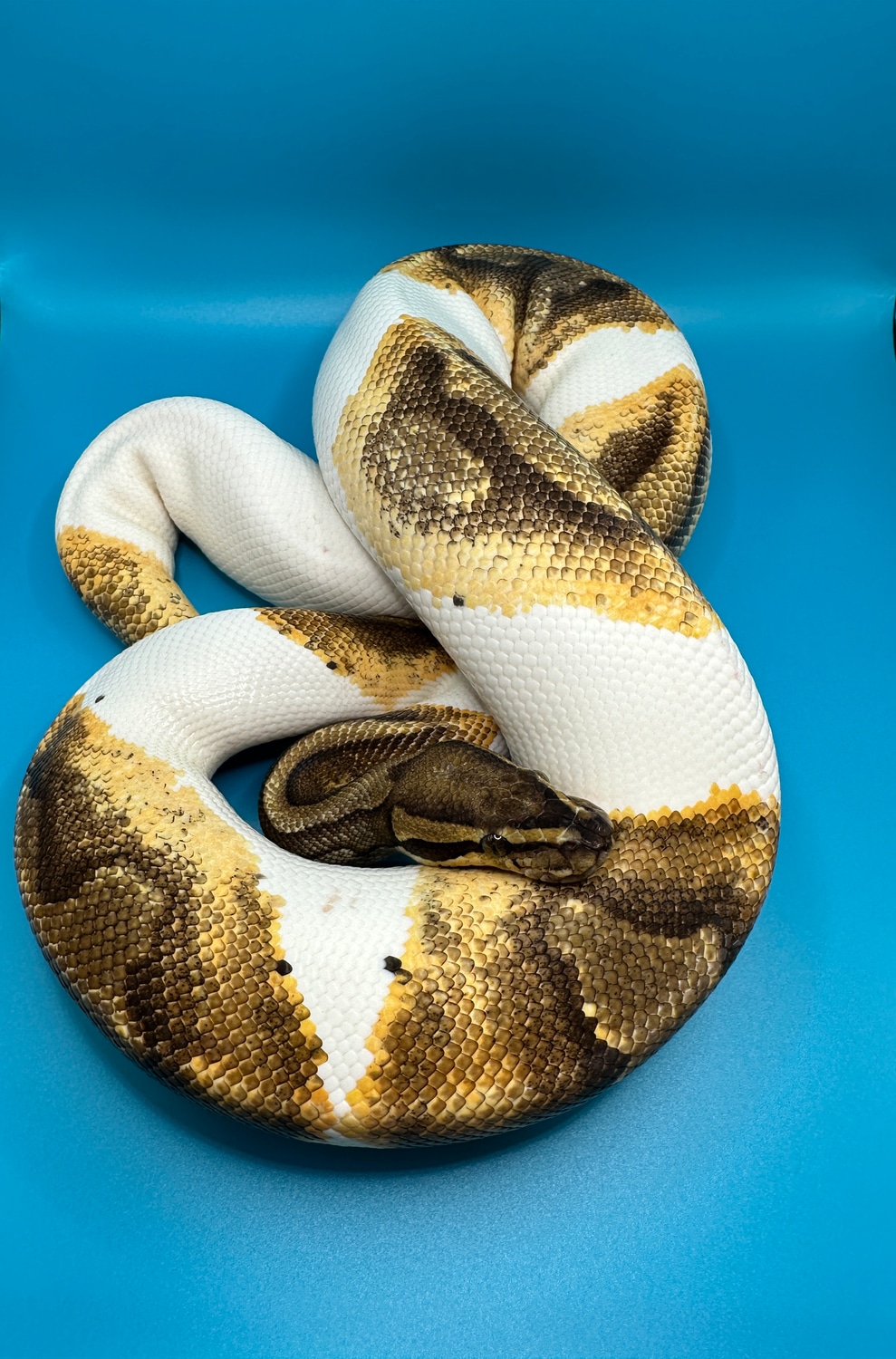 Enchi Blaze Piebald Ball Python by Skyline.Reptiles - MorphMarket
