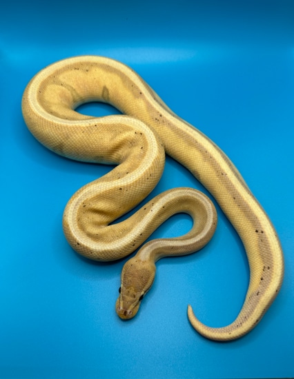 Ultramel Banana Genetic Stripe Ball Python by Skyline.Reptiles