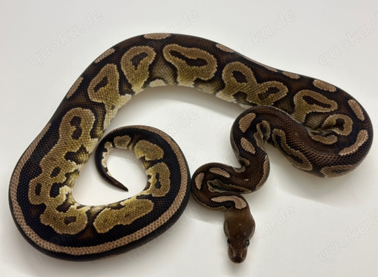 Cinnamon 100% Het. Ultramel Ball Python by Skyline.Reptiles