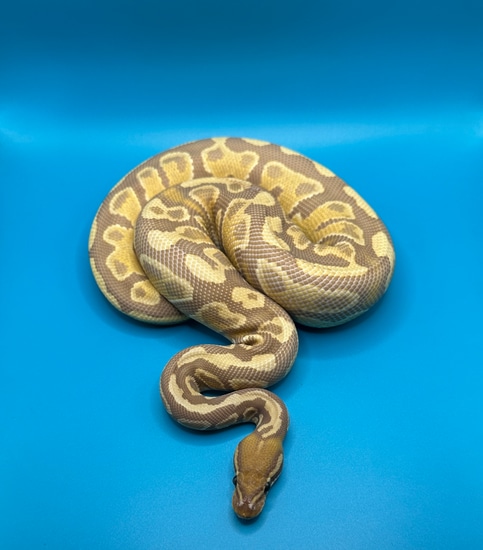 Hurricane/Trick Ultramel Ball Python by Skyline.Reptiles