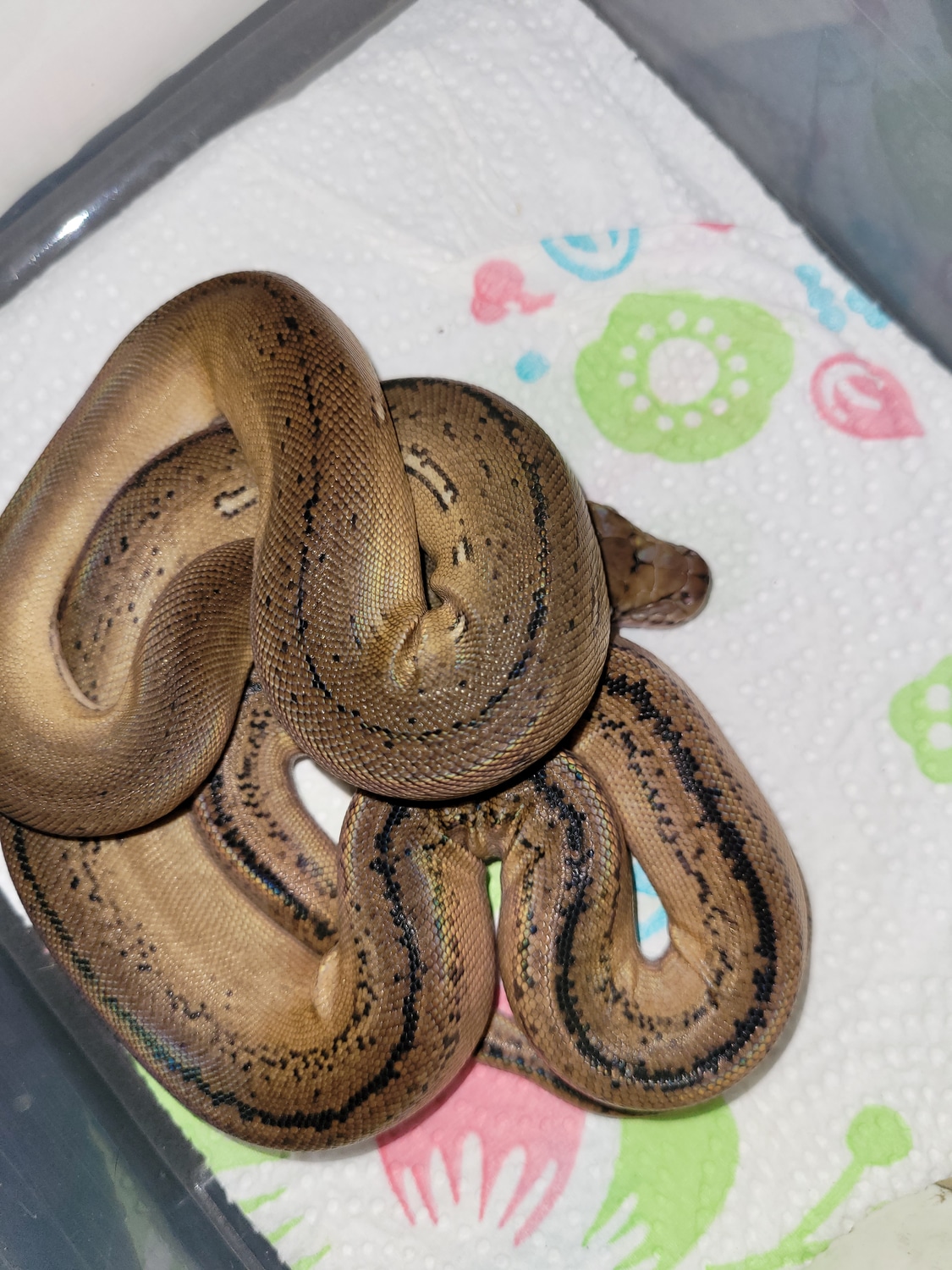 Goldenchild Tiger Platinum Reticulated Python by Teugenis - MorphMarket