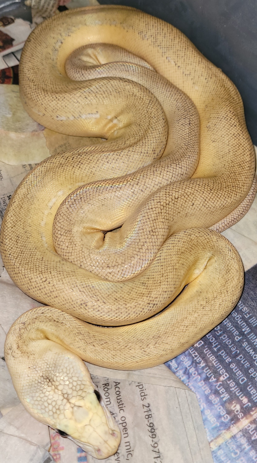 Ultra Ivory Goldenchild Tiger Reticulated Python by Teugenis - MorphMarket