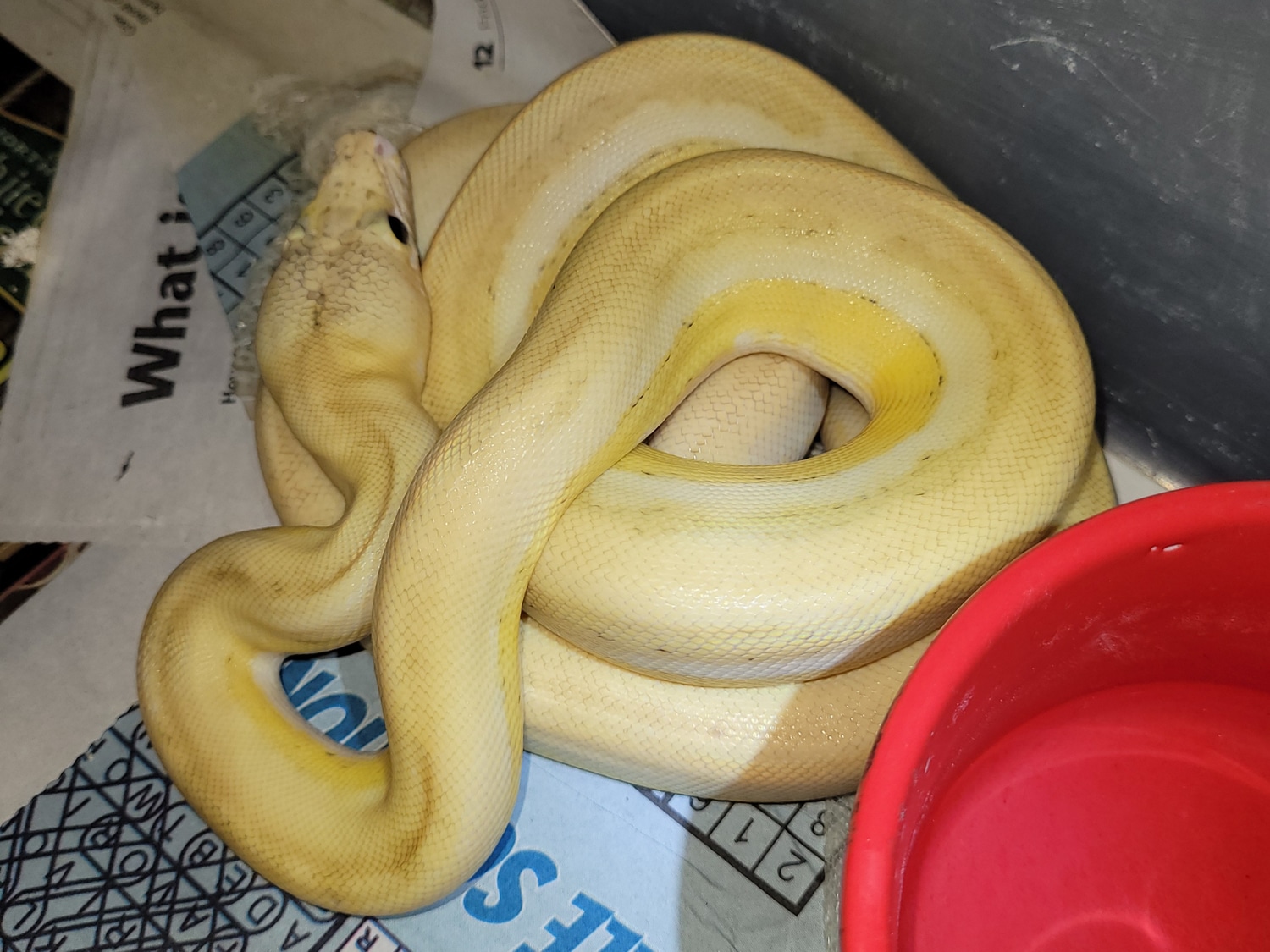 Ultra Ivory Tiger Reticulated Python by Teugenis - MorphMarket