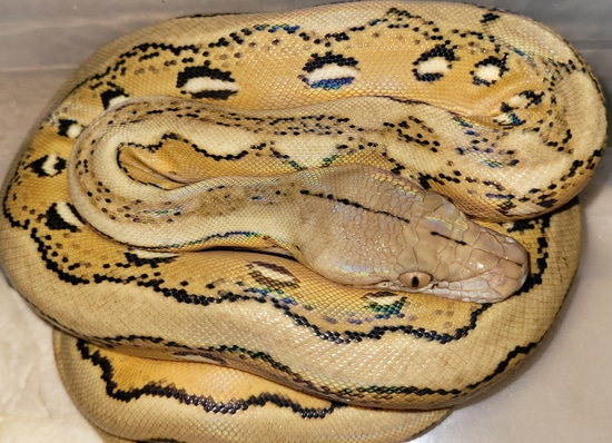 Het Orange Ghost Stripe Platinum Sunfire Reticulated Python by Teugenis