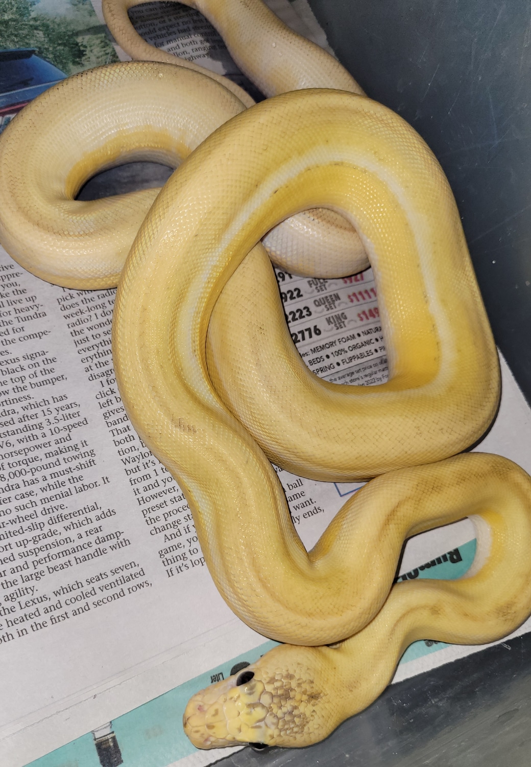 Ultra Tiger Reticulated Python by Teugenis - MorphMarket