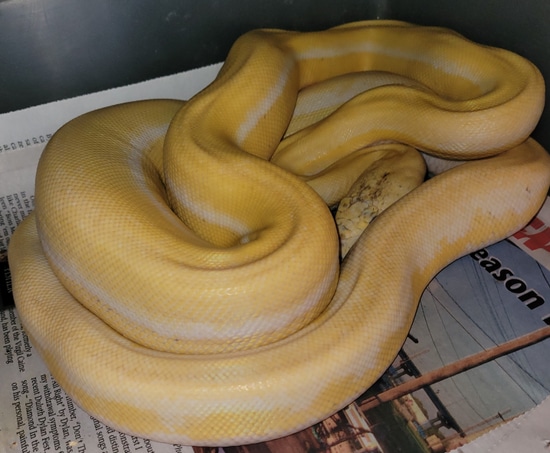 Ultra Tiger Reticulated Python by Teugenis