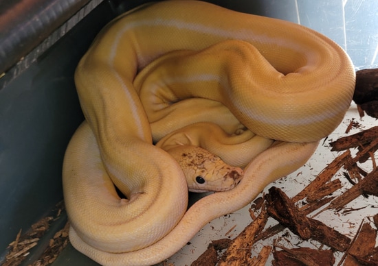 Ultra Ivory Tiger Reticulated Python by Teugenis