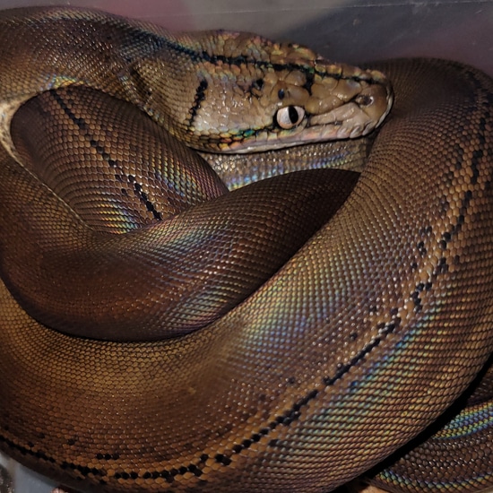 Goldenchild Phantom Reticulated Python by Teugenis