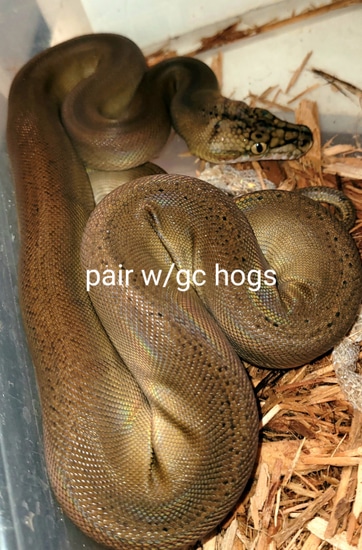 Phantom Goldenchild Reticulated Python by Teugenis