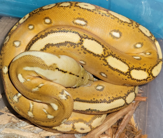Orange Ghost Stripe Sunfire Reticulated Python by Teugenis