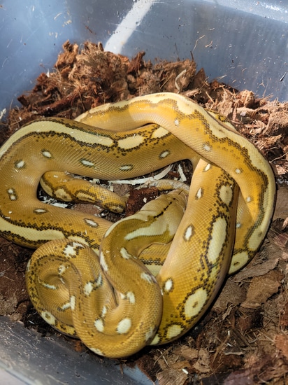 Orange Ghost Stripe Reticulated Python by Teugenis