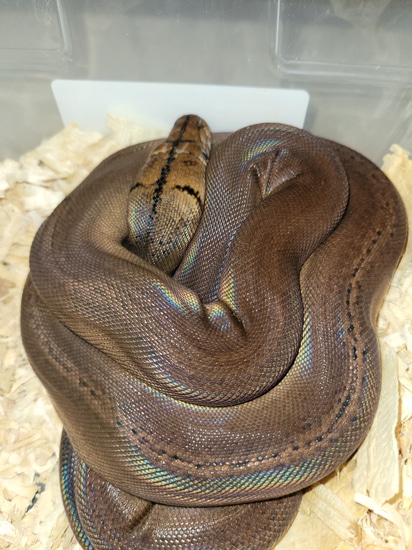 Phantom Goldenchild Reticulated Python by Teugenis