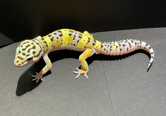Black Night (50%) High Yellow Pos Giant Leopard Gecko by Texas Derpology