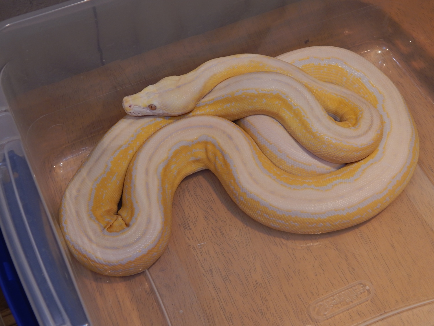 Blond Motley Tiger Reticulated Python by DeLay Exotics - MorphMarket