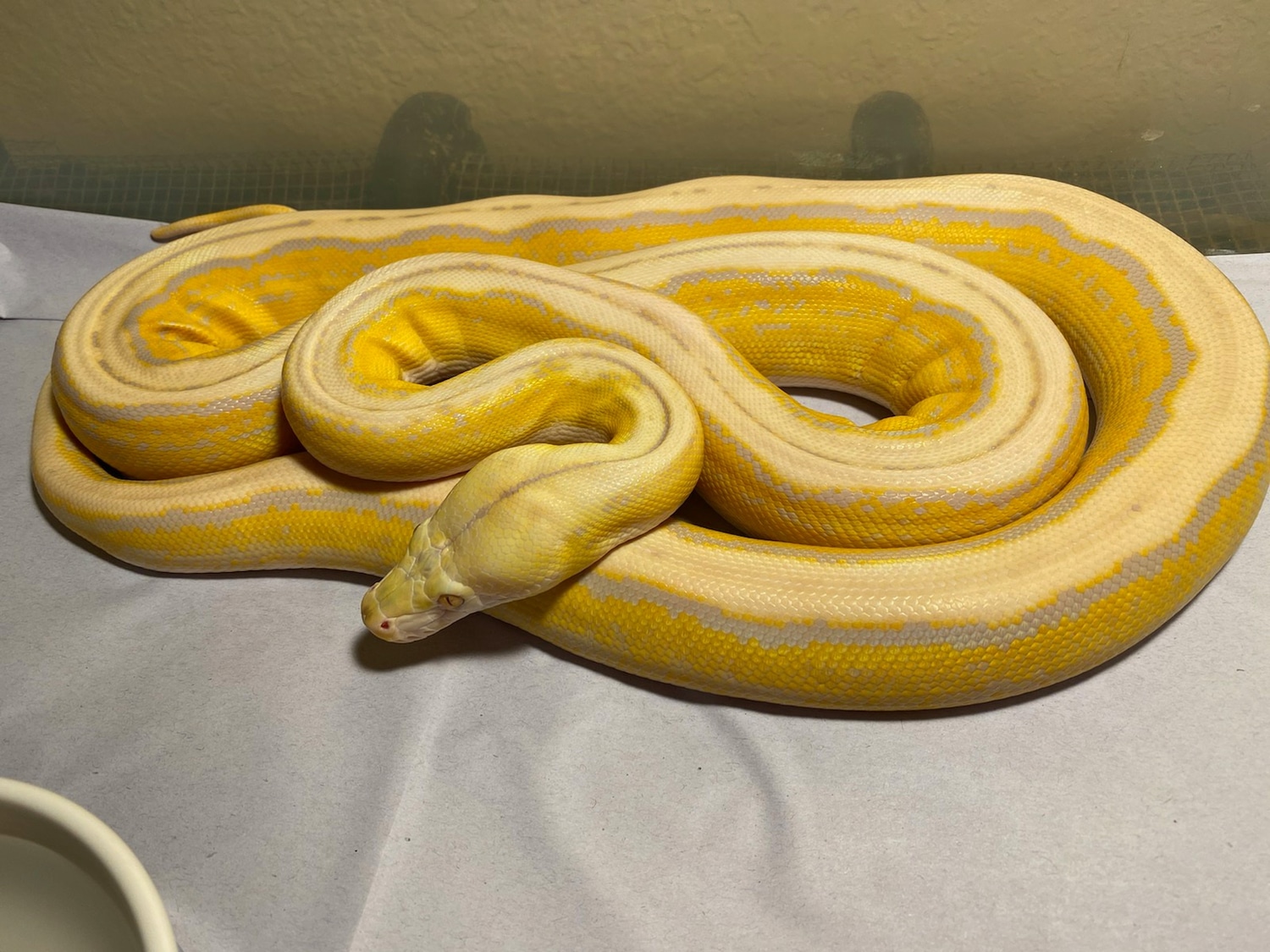 Blond Motley Tiger Reticulated Python by DeLay Exotics - MorphMarket
