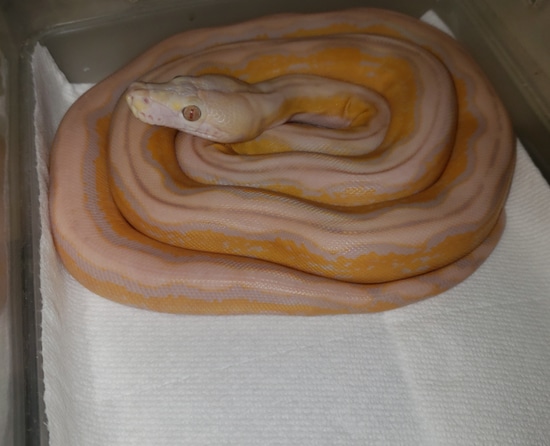 Blond Motley Tiger Reticulated Python by DeLay Exotics