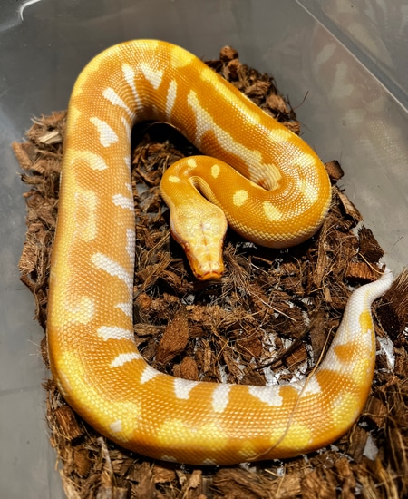 Lyly T- Albino Male *Free Shipping* Blood Python by DeLay Exotics
