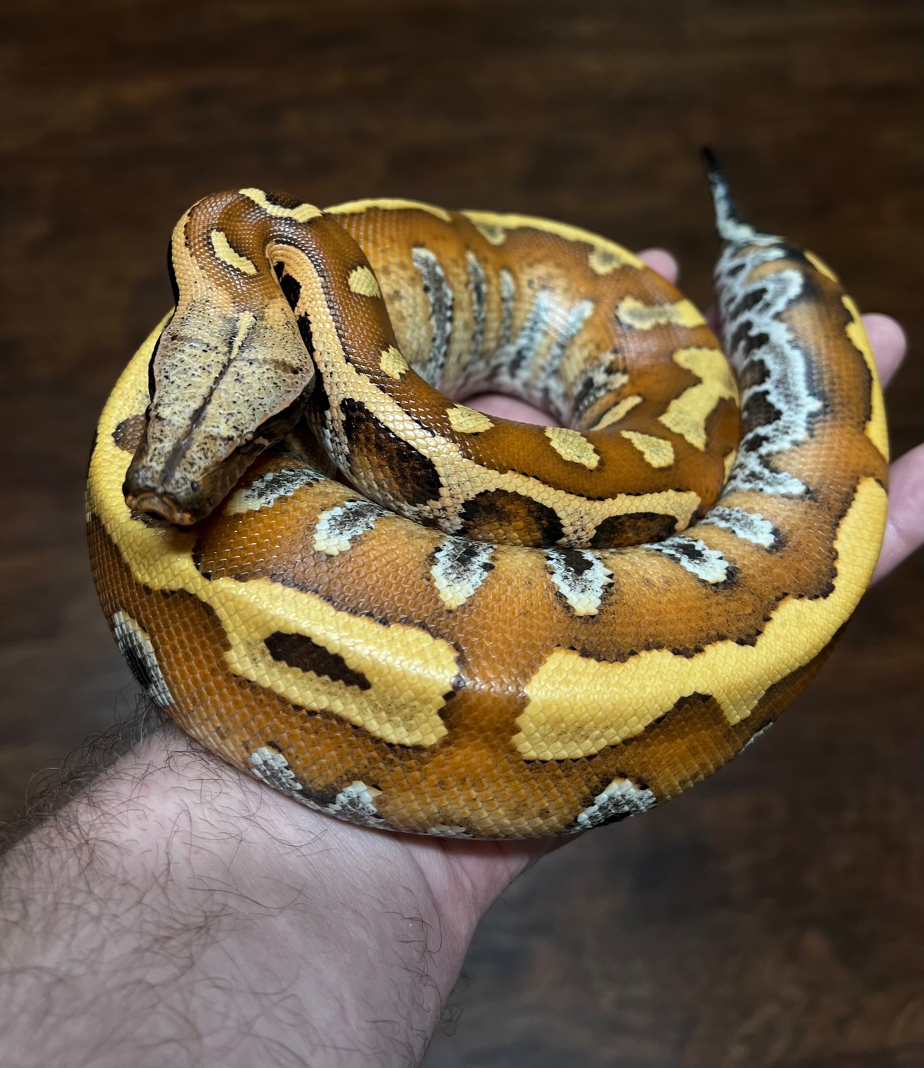 Lyly 100% Het T- Albino Female Blood Python by DeLay Exotics - MorphMarket