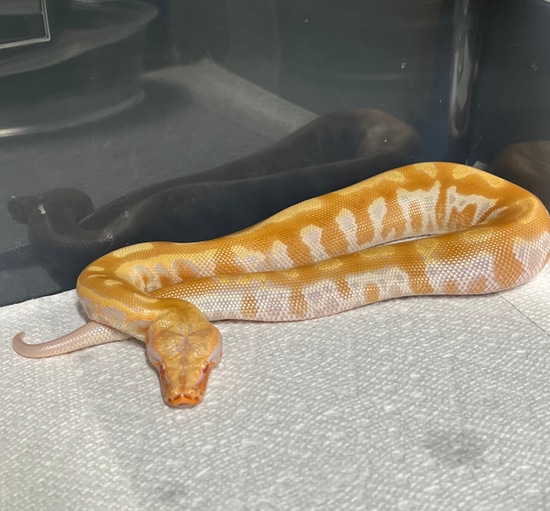 T- Albino Lyly Blood Python by DeLay Exotics