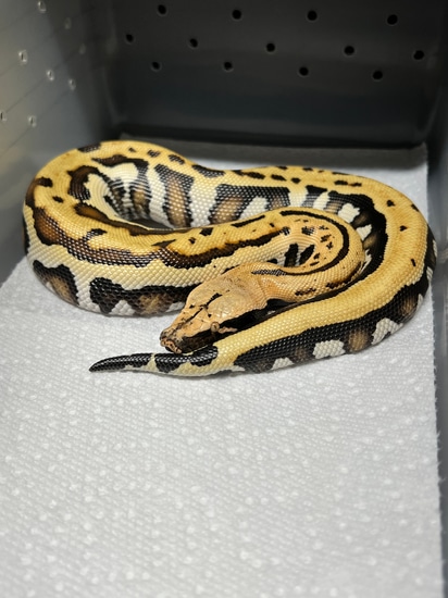 Goldeneye 100% Het T- Albino (Orange Crush Blood) Blood Python by DeLay Exotics