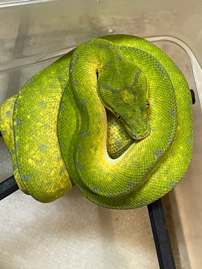 HY Wyatt X BM Jayapura Green Tree Python by Texas Arboreals LLC